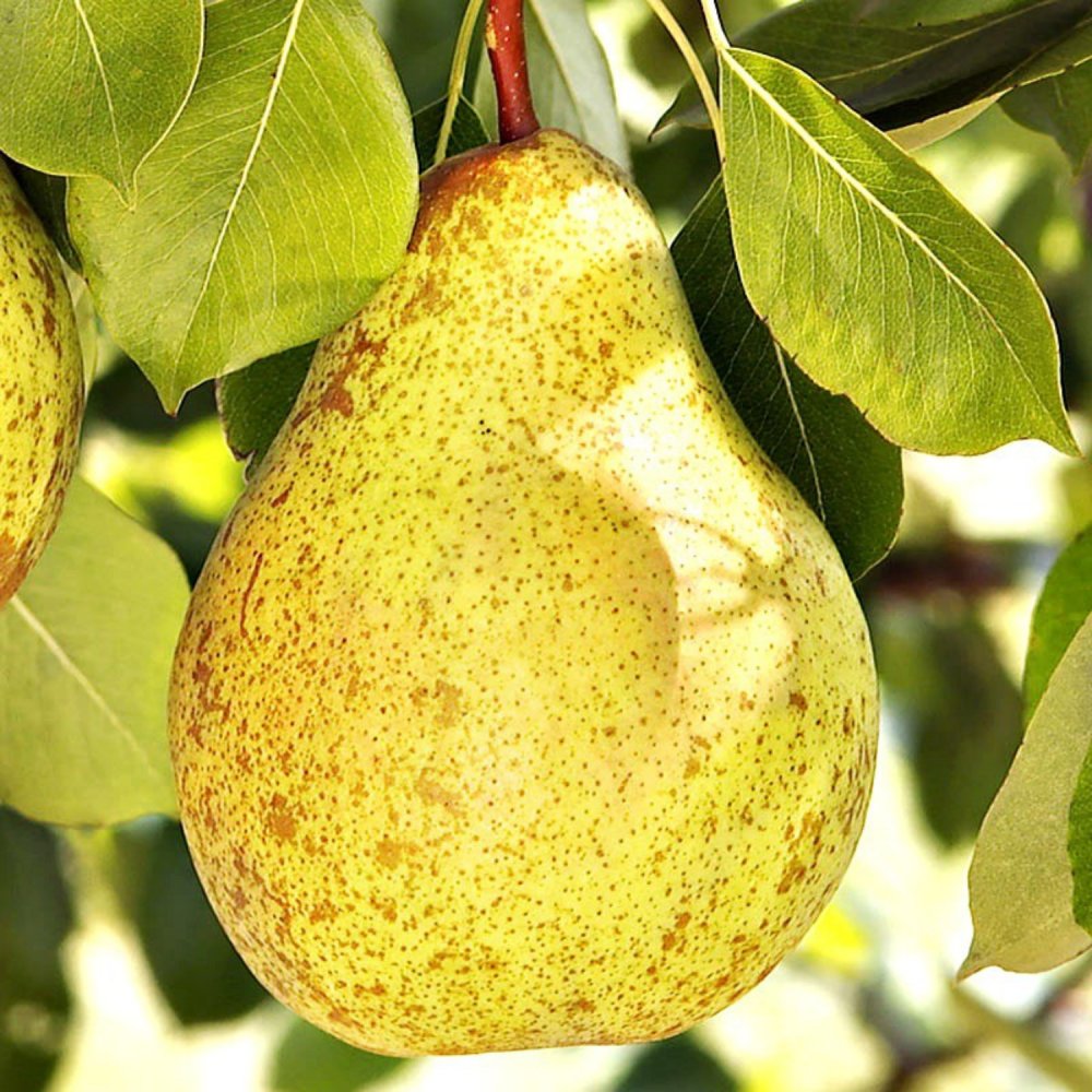 Grusza gruszka klapsa faworytka łac. Pyrus communis 100-150 cm K ...