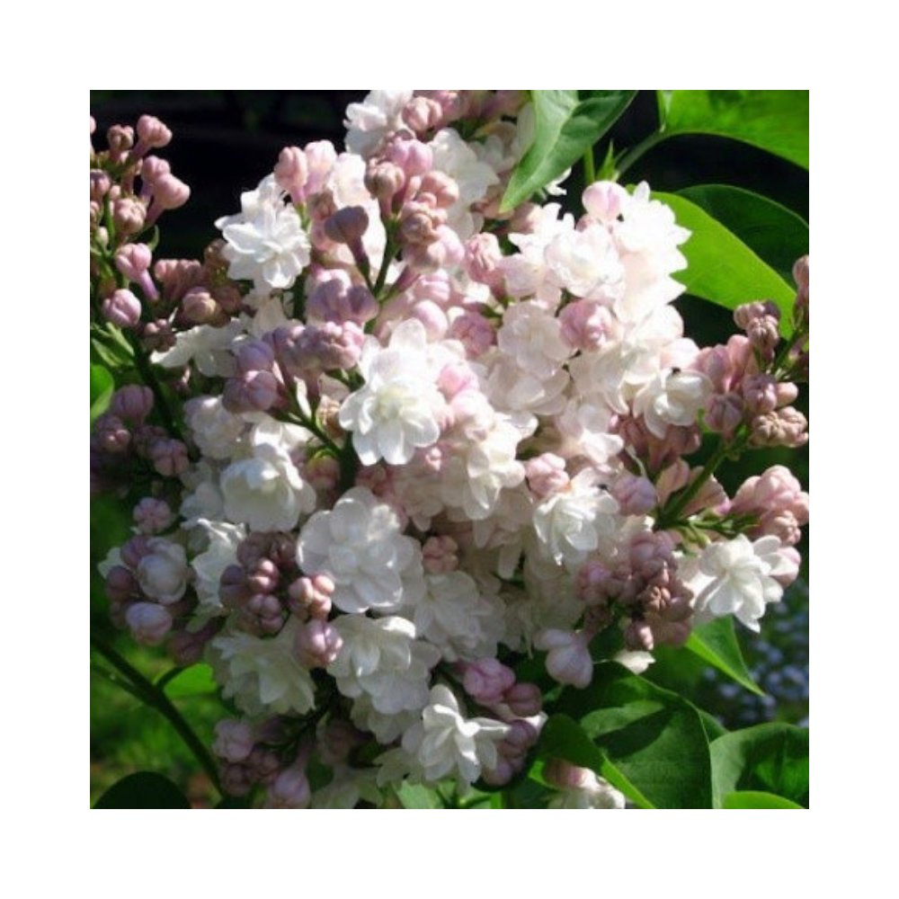 Lilak bez Krasawica Moskwy łac. Syringa vulgaris szczepiony 80-120cm ...
